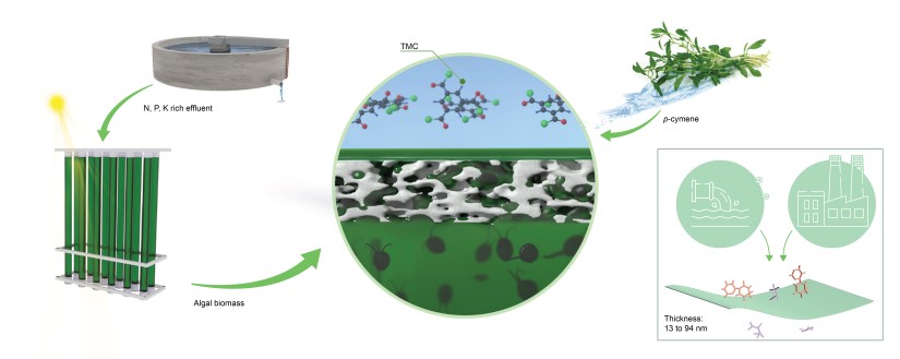 Graphical abstract
